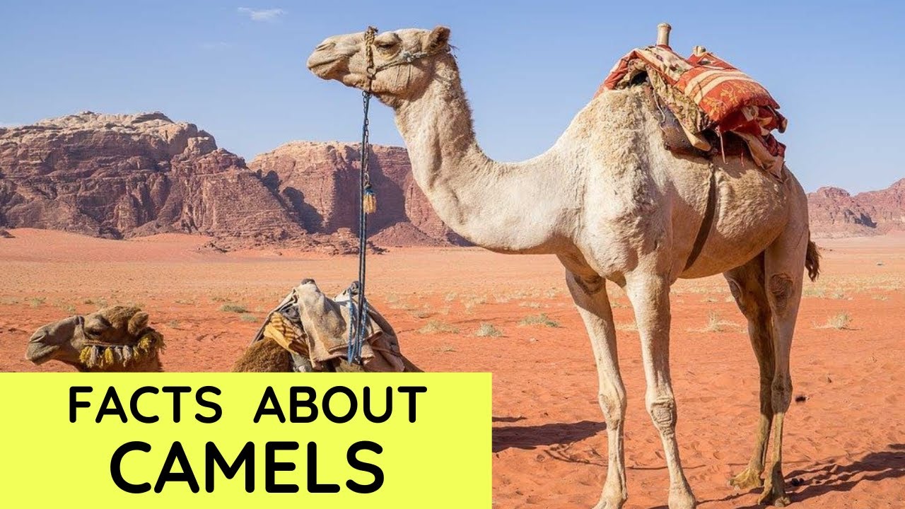 Camel Facts for Kids | Interesting Amazing Facts about Camels for ...