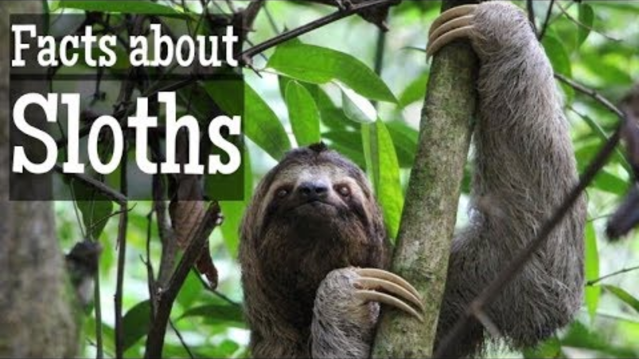 Sloth Facts – Yahuah Youth