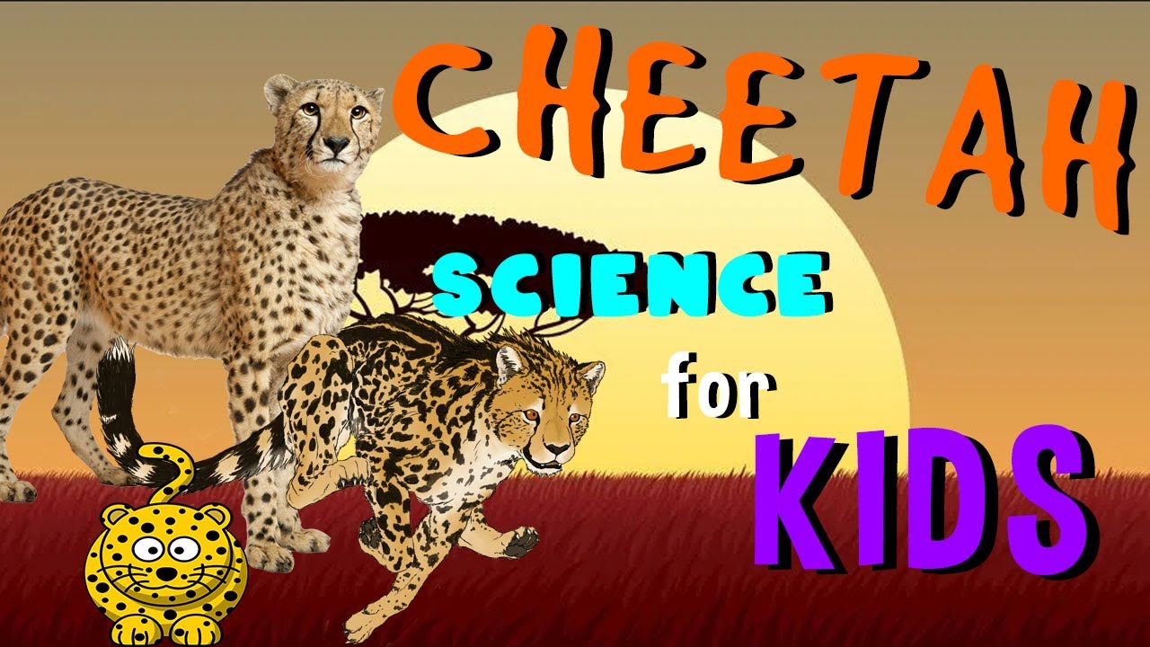 Cheetah | Science for Kids – Yahuah Youth
